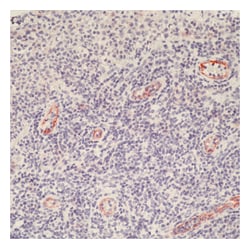 Epredia Lab Vision CD54/ICAM-1 Ab-4, Mouse Monoclonal Antibody 1mL ...