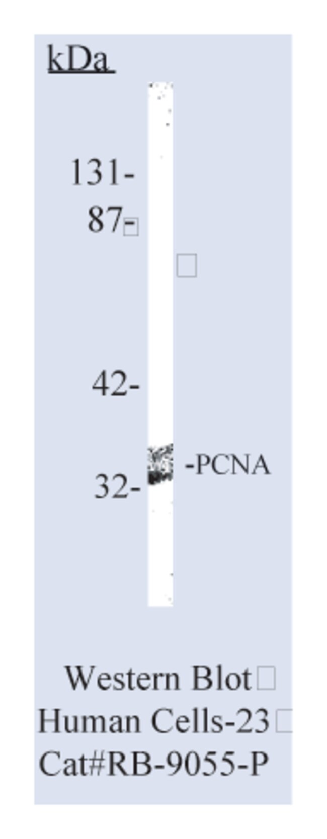 PCNA (Proliferating Cell Nuclear Antigen), Rabbit Polyclonal Antibody ...