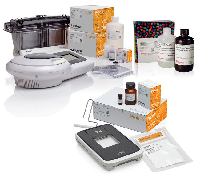 Invitrogen Western Devices Benchtop Bundle :Electrophoresis, Western ...