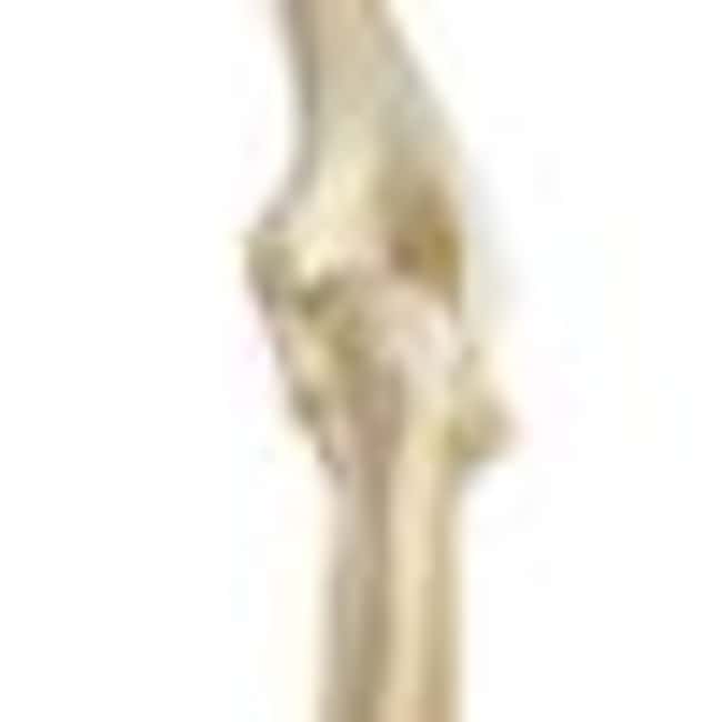 3B Scientific ORTHObones Standard Elbow Elastic Bands l Workshop Elbow ...