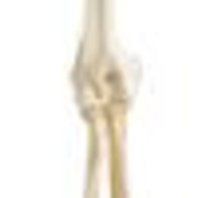 3B Scientific ORTHObones Standard Elbow Elastic Bands l Workshop Elbow ...