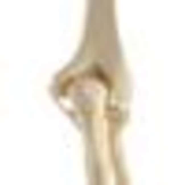 3B Scientific ORTHObones Standard Elbow Elastic Bands l Workshop Elbow ...