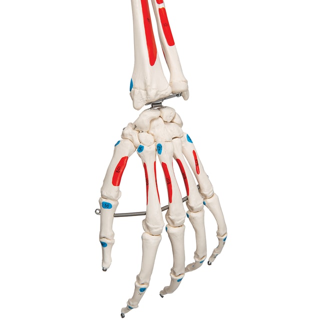 3B Scientific Skeleton with Muscle Origins and Insertions - includes 3B ...