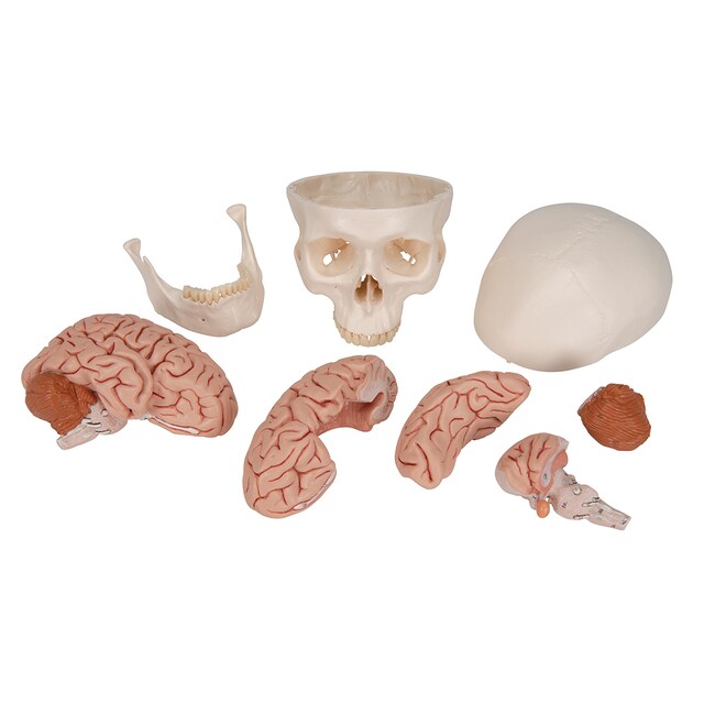 3B Scientific Classic Skull with Five-Part Brain - includes 3B Smart ...