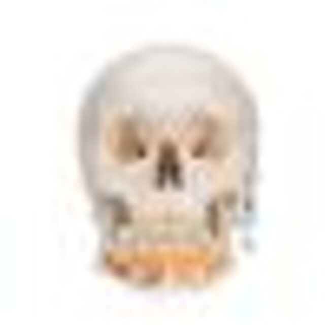 3B Scientific Classic Human Skull Model with Opened Lower Jaw Skull ...