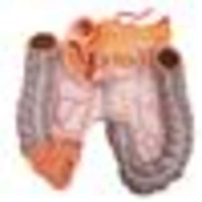 3B Scientific Deluxe Dual Sex Human Torso Model Human Torso Model ...