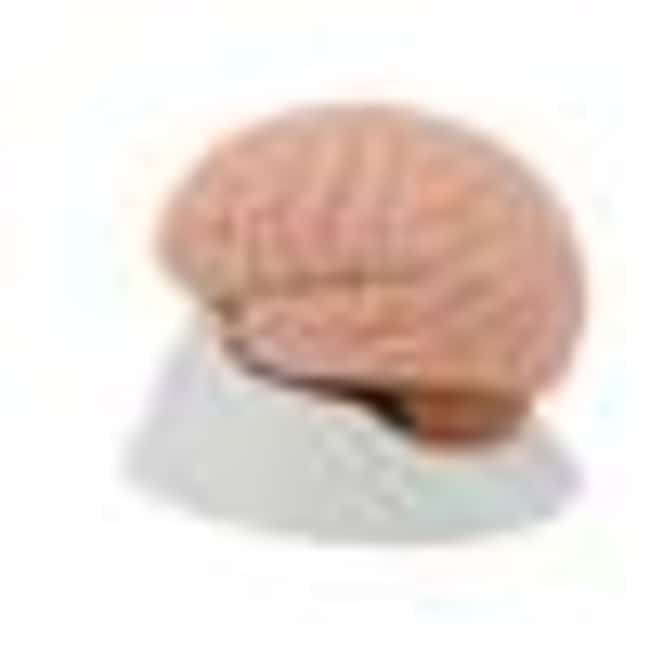 3B Scientific Human Brain Model Human Brain Model; Includes: 4 Parts ...