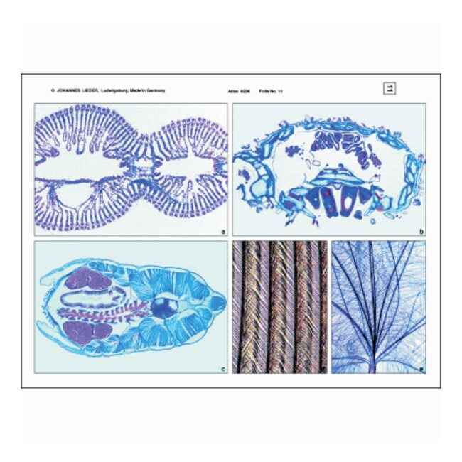 3B Scientific Atlas with the Pictures of Sets A, B, C, D 45 ...