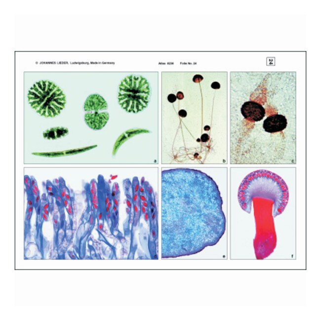 3B Scientific Atlas with the Pictures of Sets A, B, C, D 45 ...