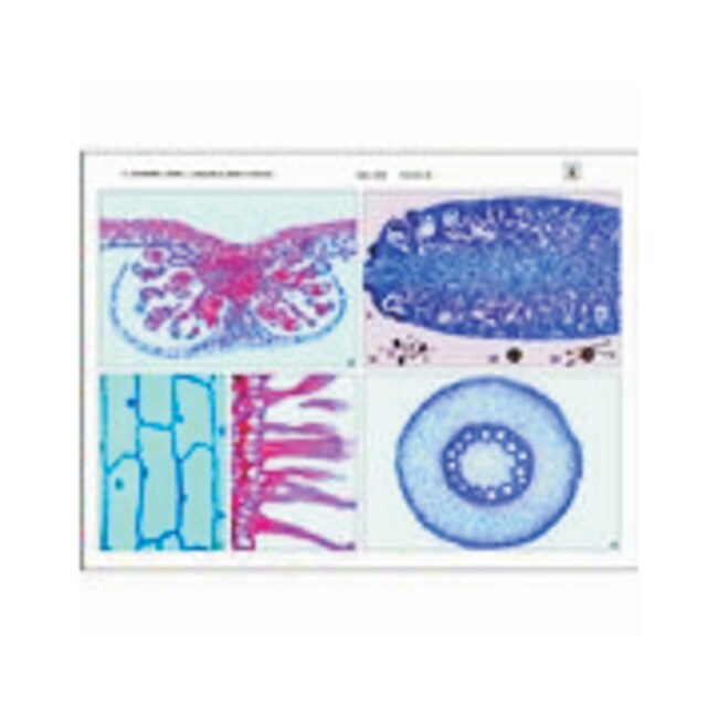 3B Scientific Atlas with the Pictures of Sets A, B, C, D 45 ...