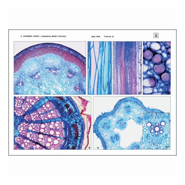 3B Scientific Atlas with the Pictures of Sets A, B, C, D 45 ...