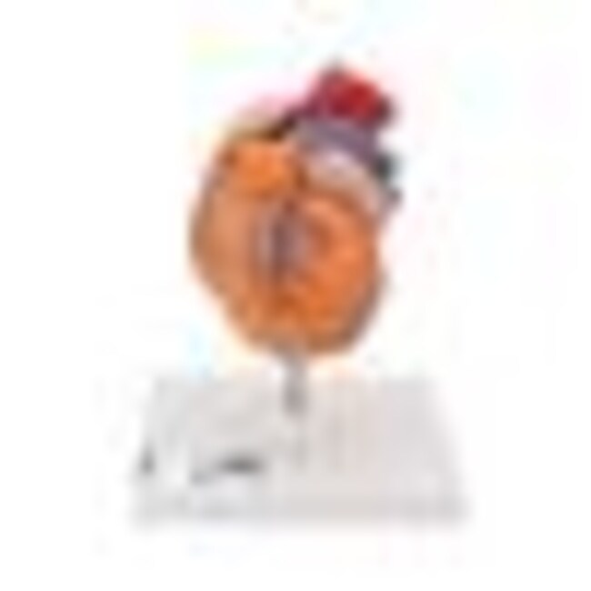 3B Scientific Classic Human Heart Model with Left Ventricular ...