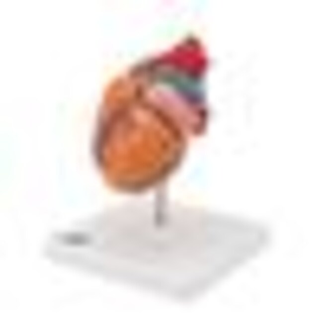 3B Scientific Classic Human Heart Model with Left Ventricular ...
