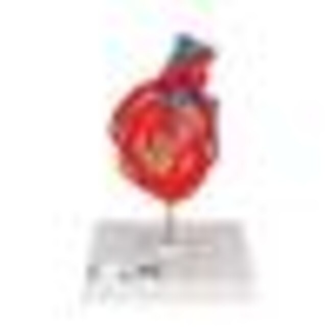 3B Scientific Classic Human Heart Model with Bypass Human Heart Model ...