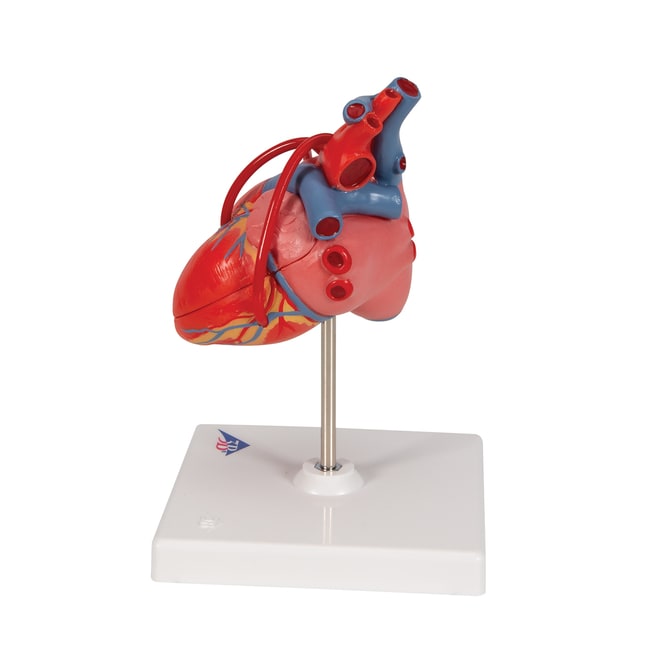 3B Scientific Classic Human Heart Model with Bypass 7.5 x 4.7 x 4.7 in ...