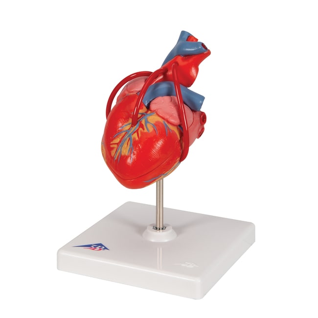 3B Scientific Classic Human Heart Model with Bypass 7.5 x 4.7 x 4.7 in ...