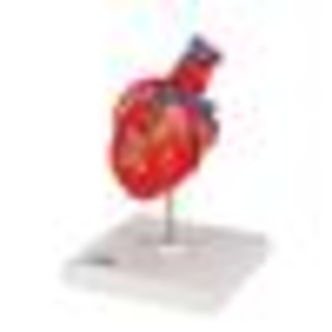3B Scientific Classic Human Heart Model with Bypass Human Heart Model ...