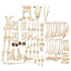 3B Scientific Bovine Cow Skeleton (Bos taurus), Disarticulated Cow ...