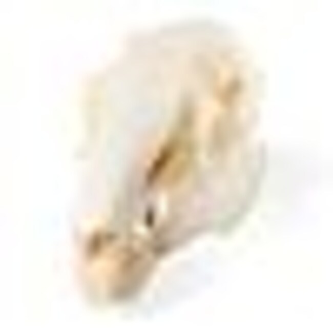 3B Scientific Rabbit Skull (Oryctolagus cuniculus var. domestica ...