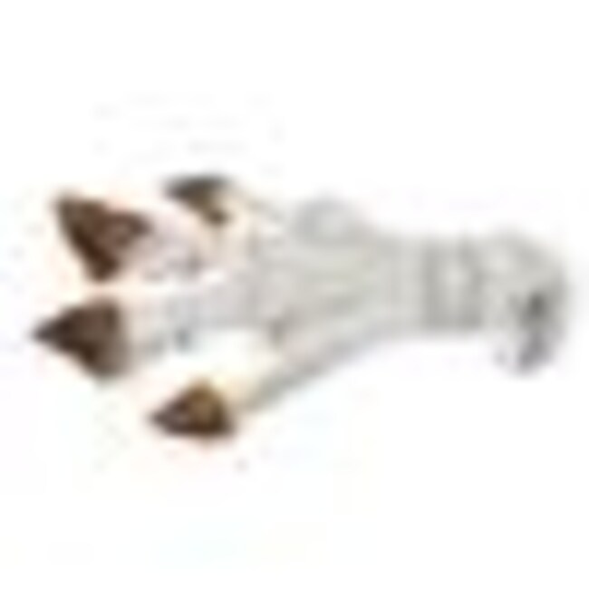 3B Scientific Domestic Pig Foot (Sus scrofa domesticus), Specimen Pig ...