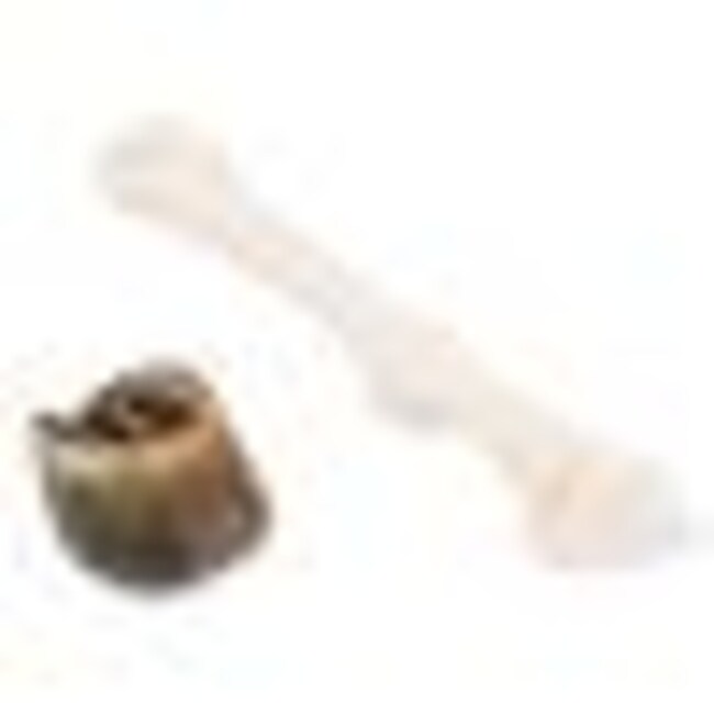 3B Scientific Horse (Equus ferus caballus) Carpal Bones Specimen Horse ...