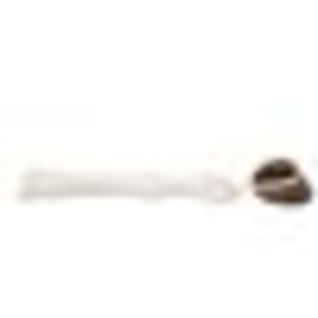 3B Scientific Horse (Equus ferus caballus) Carpal Bones Specimen Horse ...