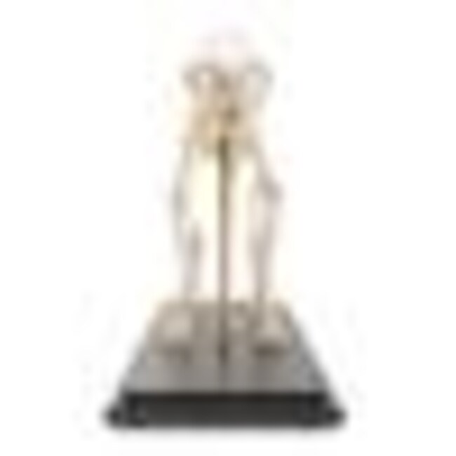 3B Scientific Cat Skeleton (Felis catus) Cat Skeleton; Weight: 3.6 to 4 ...