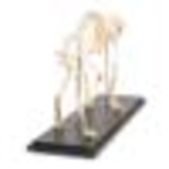 3B Scientific Cat Skeleton (Felis catus) Cat Skeleton; Weight: 3.6 to 4 ...