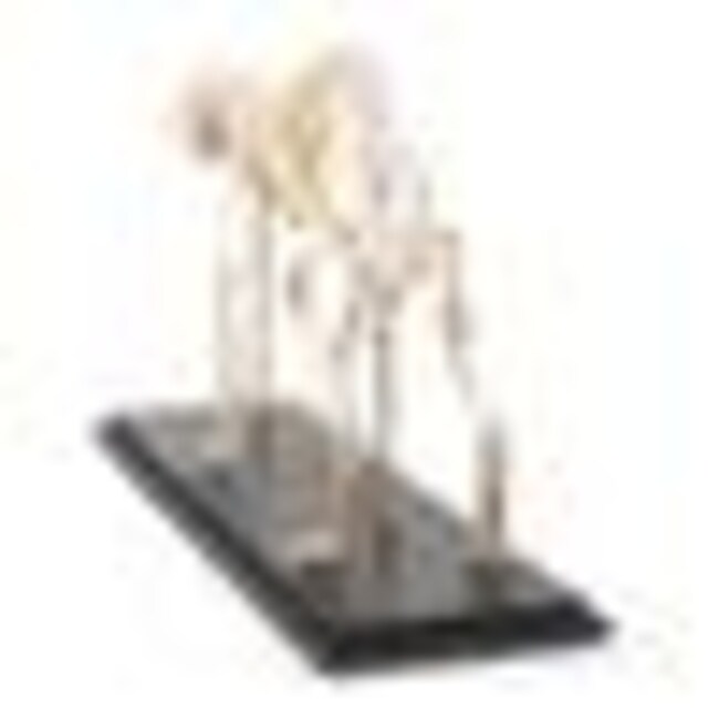 3B Scientific Cat Skeleton (Felis catus) Cat Skeleton; Weight: 3.6 to 4 ...