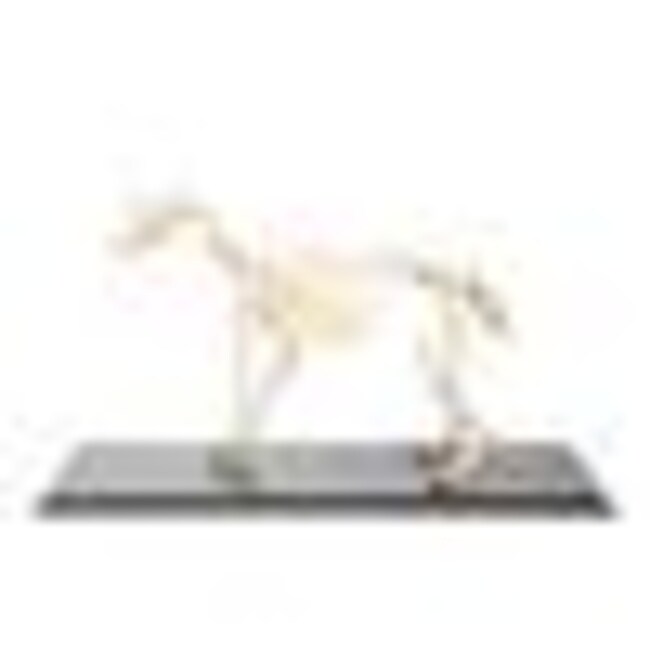 3B Scientific Dog Skeleton (Canis lupus familiaris) Dog Skeleton; Size ...