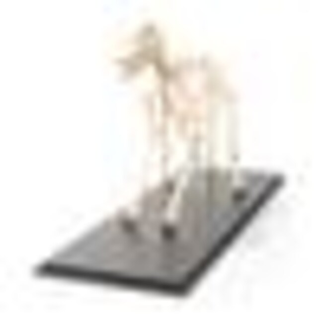 3B Scientific Dog Skeleton (Canis lupus familiaris) Dog Skeleton; Size ...