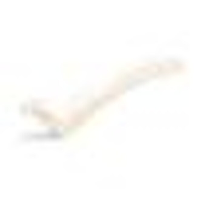 3B Scientific Dog (Canis lupus familiaris) Spinal Column Dog Spinal ...