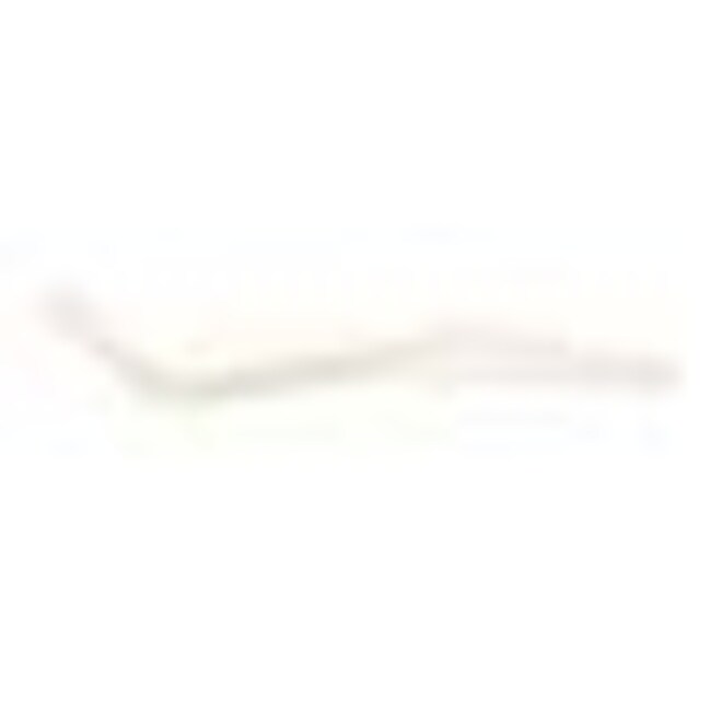 3B Scientific Dog (Canis lupus familiaris) Spinal Column Dog Spinal ...