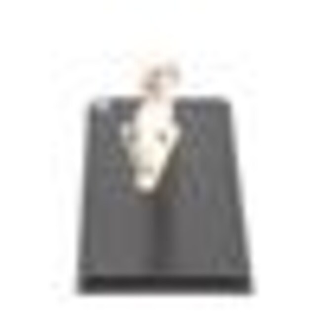 3B Scientific Dog (Canis lupus familiaris) Spinal Column and Head Dog ...