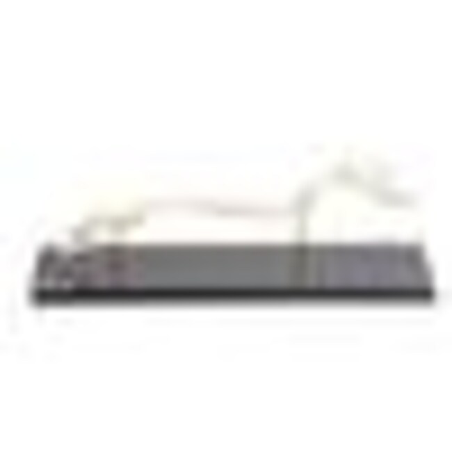 3B Scientific Dog (Canis lupus familiaris) Spinal Column and Head Dog ...