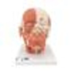 3B Scientific Head Musculature Model Head Musculature Model; Dimensions ...