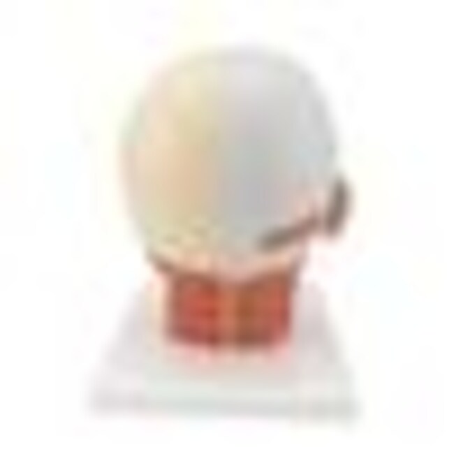3B Scientific Head Musculature Model Head Musculature Model; Dimensions ...