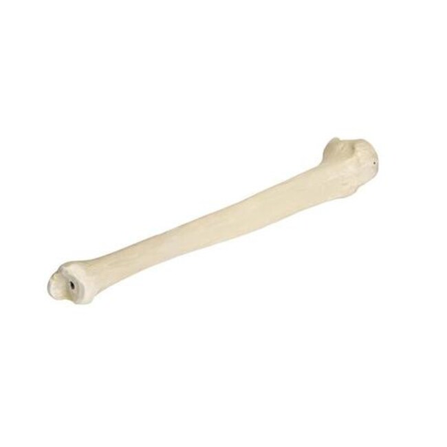3B Scientific ORTHObones Human Radius Models Right Radius:Education ...