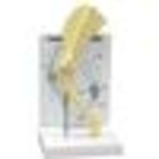 3B Scientific Canine Shoulder Model Canine Shoulder; Dimensions: 11.12 | Fisher Scientific