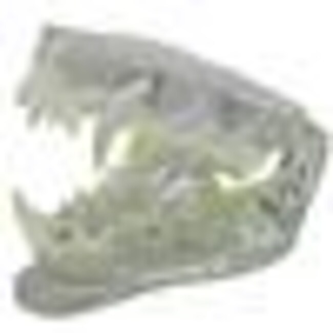 3B Scientific Clear Canine Jaw Model Canine Jaw Model; Color: Clear ...