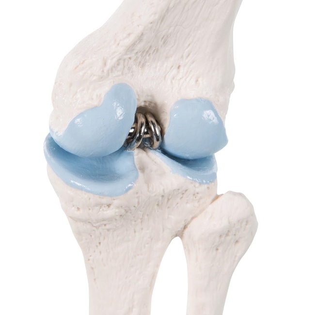 3B Scientific Mini Knee Model with Cross-Section - includes 3B Smart ...