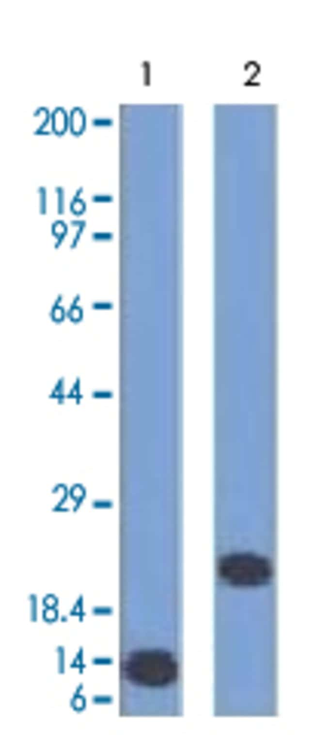 CD3E Mouse anti-Human, Clone: C3e/1308, Abnova 100ug:Antibodies ...