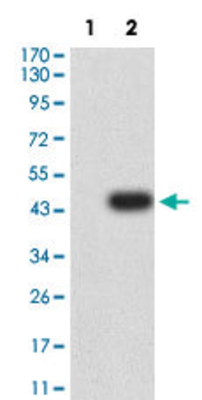 GRM8 Mouse anti-Human, Clone:4C1C1, Abnova 100μg:Antibodies, Monoclonal ...