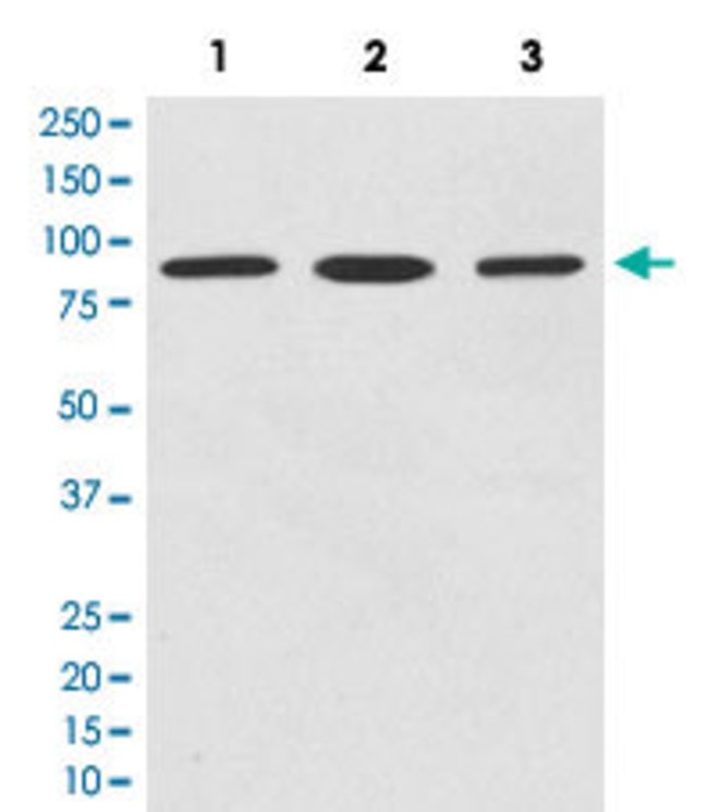STAT5B Rabbit anti-Human, Unconjugated, Clone: HDF-19, Abnova 100 μg; | Fisher Scientific
