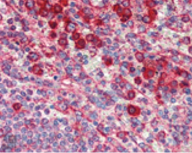 KDEL, Mouse, Clone: 10C3, Abnova 200μg; Unlabeled:Antibodies ...