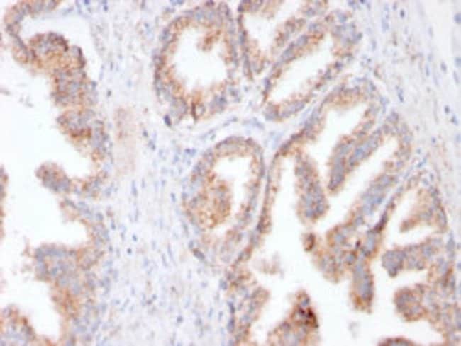 FOLH1 Rabbit anti-Human, Unconjugated, Clone: FOLH1/3149R, Abnova 100 ...