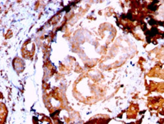 HSP90B1 Rabbit anti-Human, Unconjugated, Clone: HSP90B1/3168R, Abnova ...