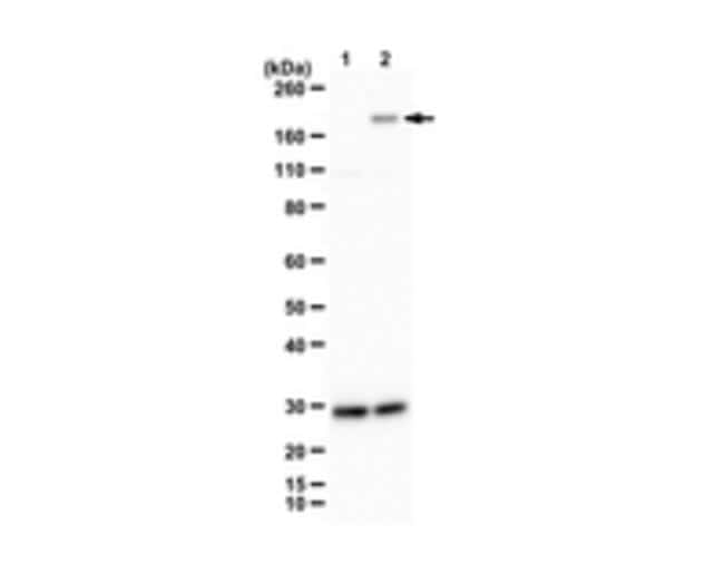 DsRed (RFP) Rabbit anti-All, Polyclonal, MilliporeSigma:Antibodies ...