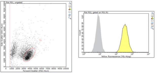 uPAR (CD87), Mouse anti-Hamster, Clone: 5D6, Millipore Sigma 100μg ...