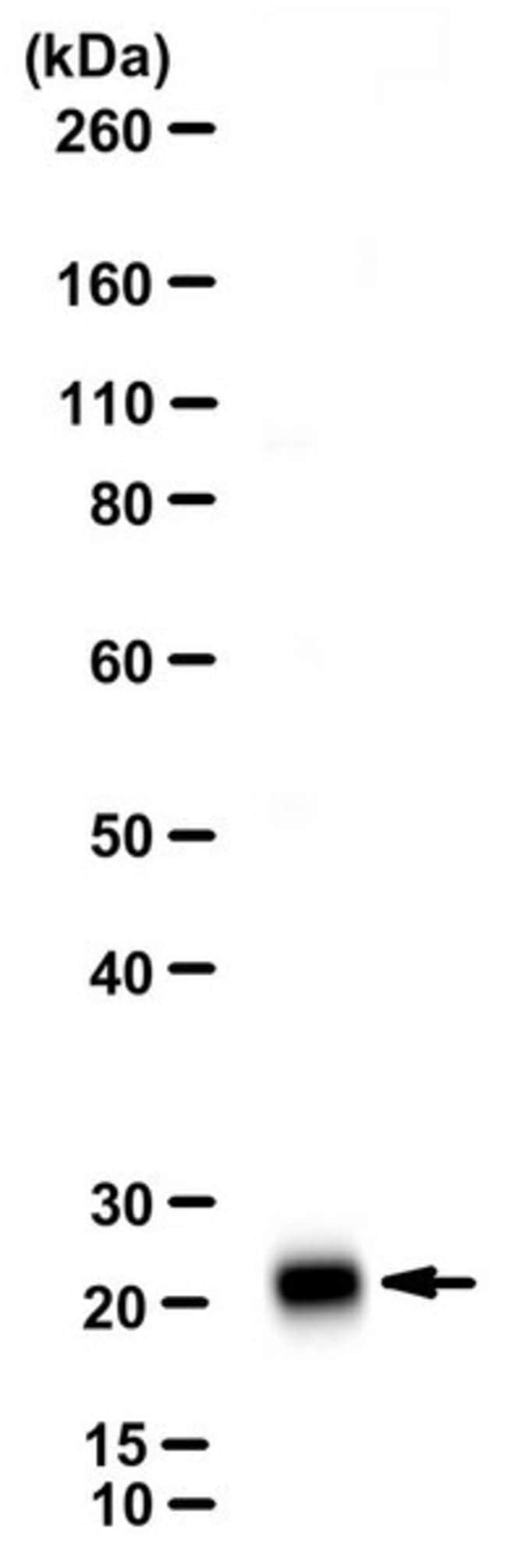 Cyclophilin A/PPIA Rat anti-Human, Clone: 8H7, MilliporeSigma 100 μg ...